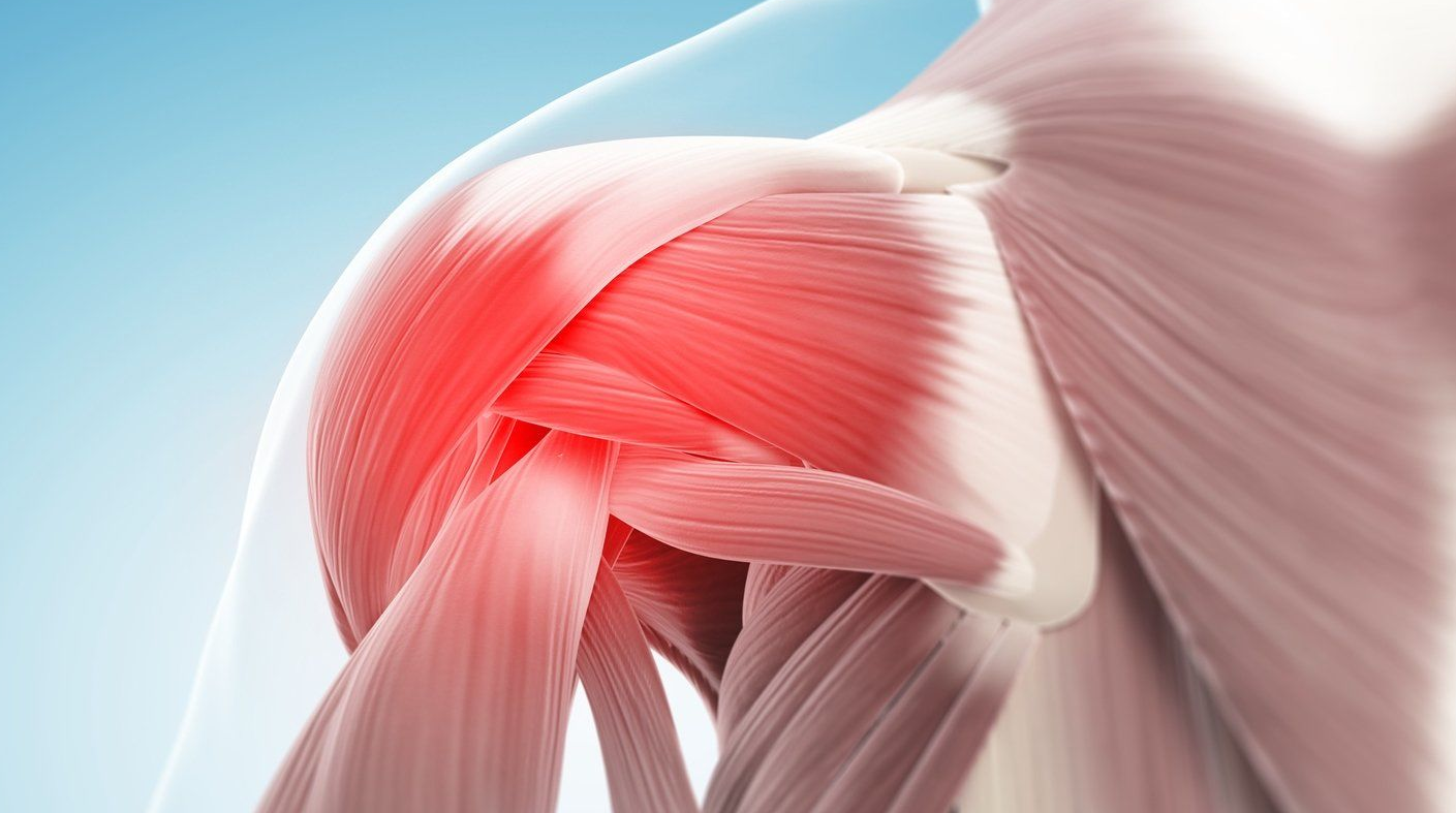 The Shoulder: Theory & Practice - SmartEducation